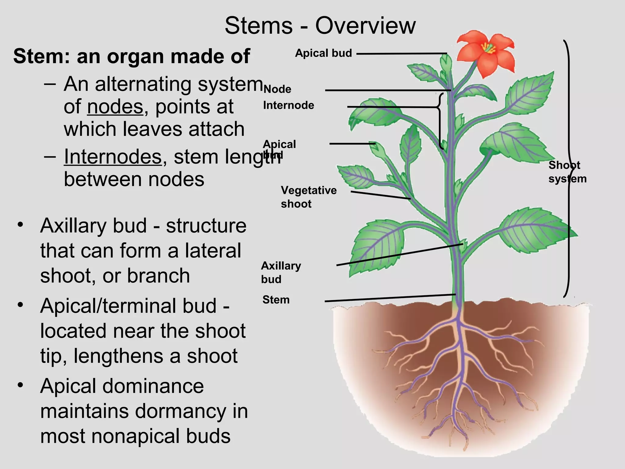 Plant structure, growth development | PPT
