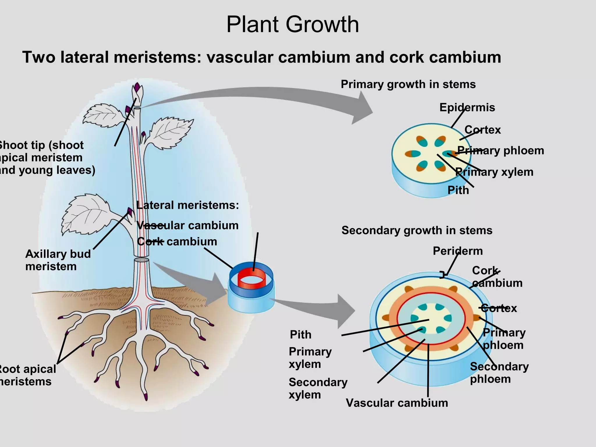 Plant structure, growth development | PPT