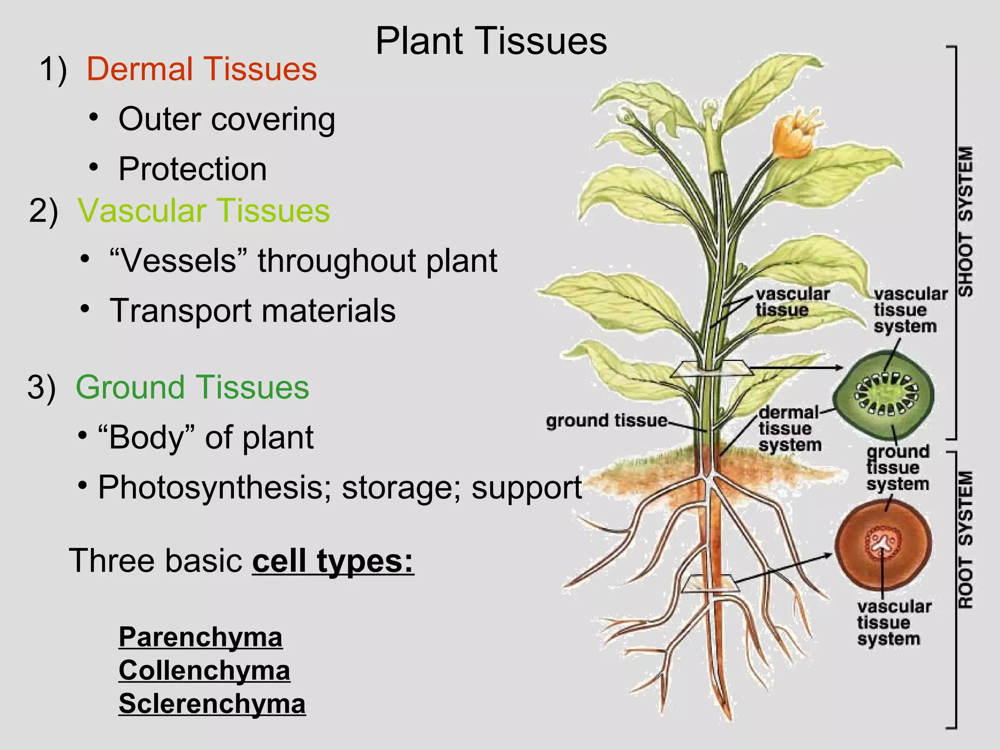 Plant structure, growth development | PPT
