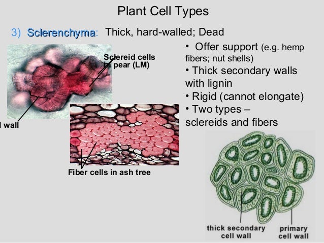 Plant structure, growth development