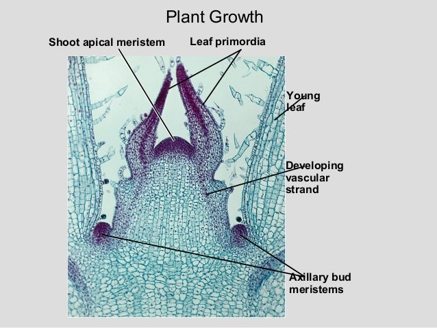 Plant structure, growth development
