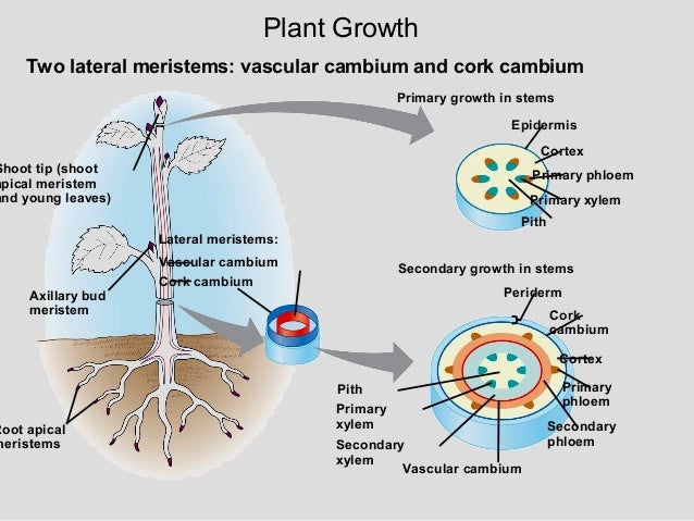 Plant structure, growth development