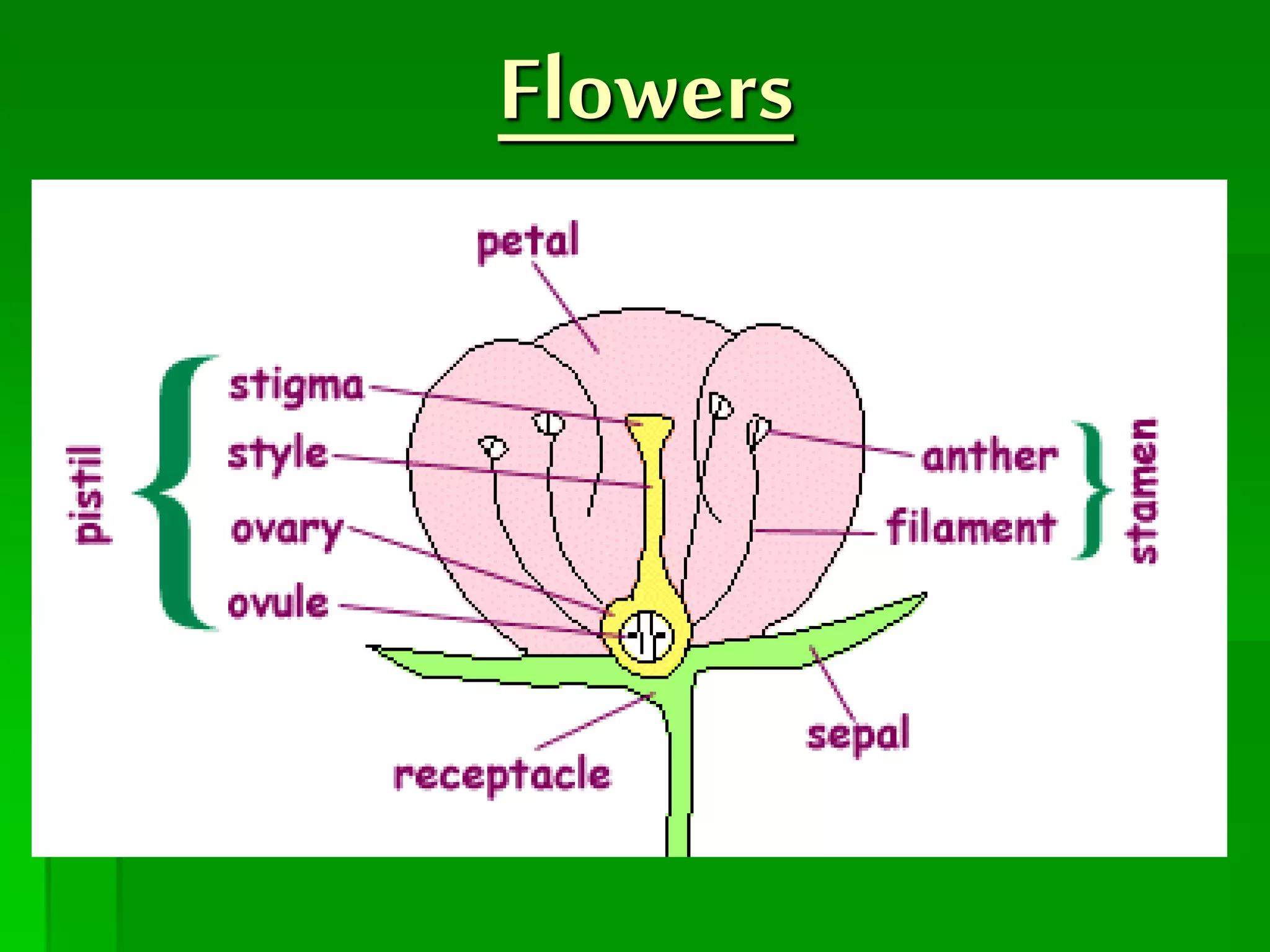 Plant structure and function powerpoint | PPT