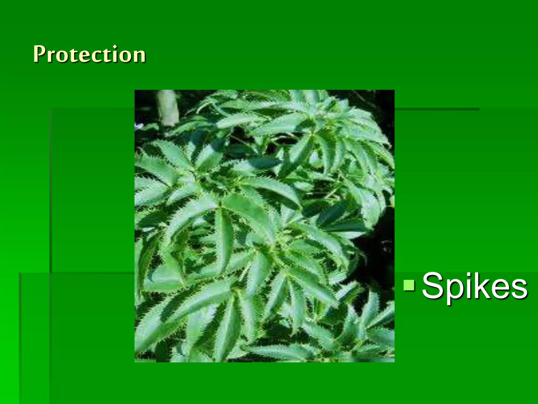 Plant structure and function powerpoint | PPT