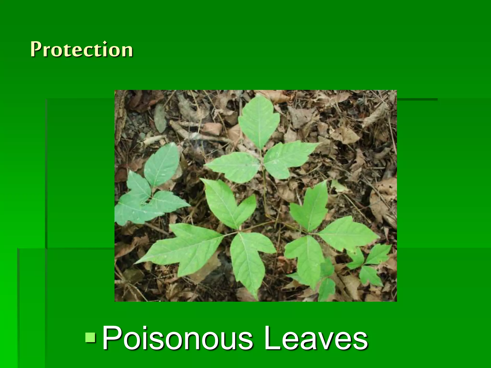 Plant structure and function powerpoint | PPT