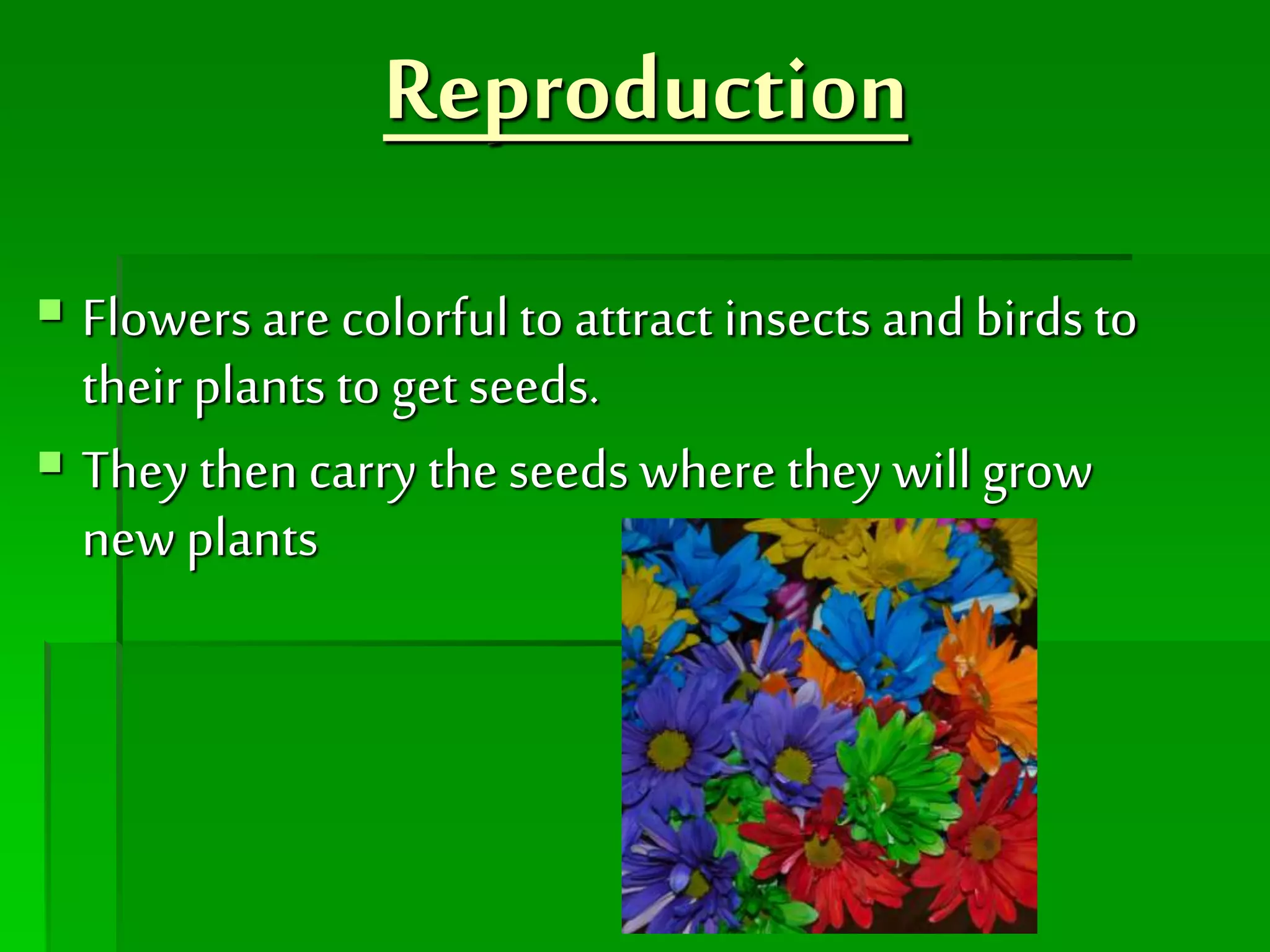 Plant structure and function powerpoint | PPT