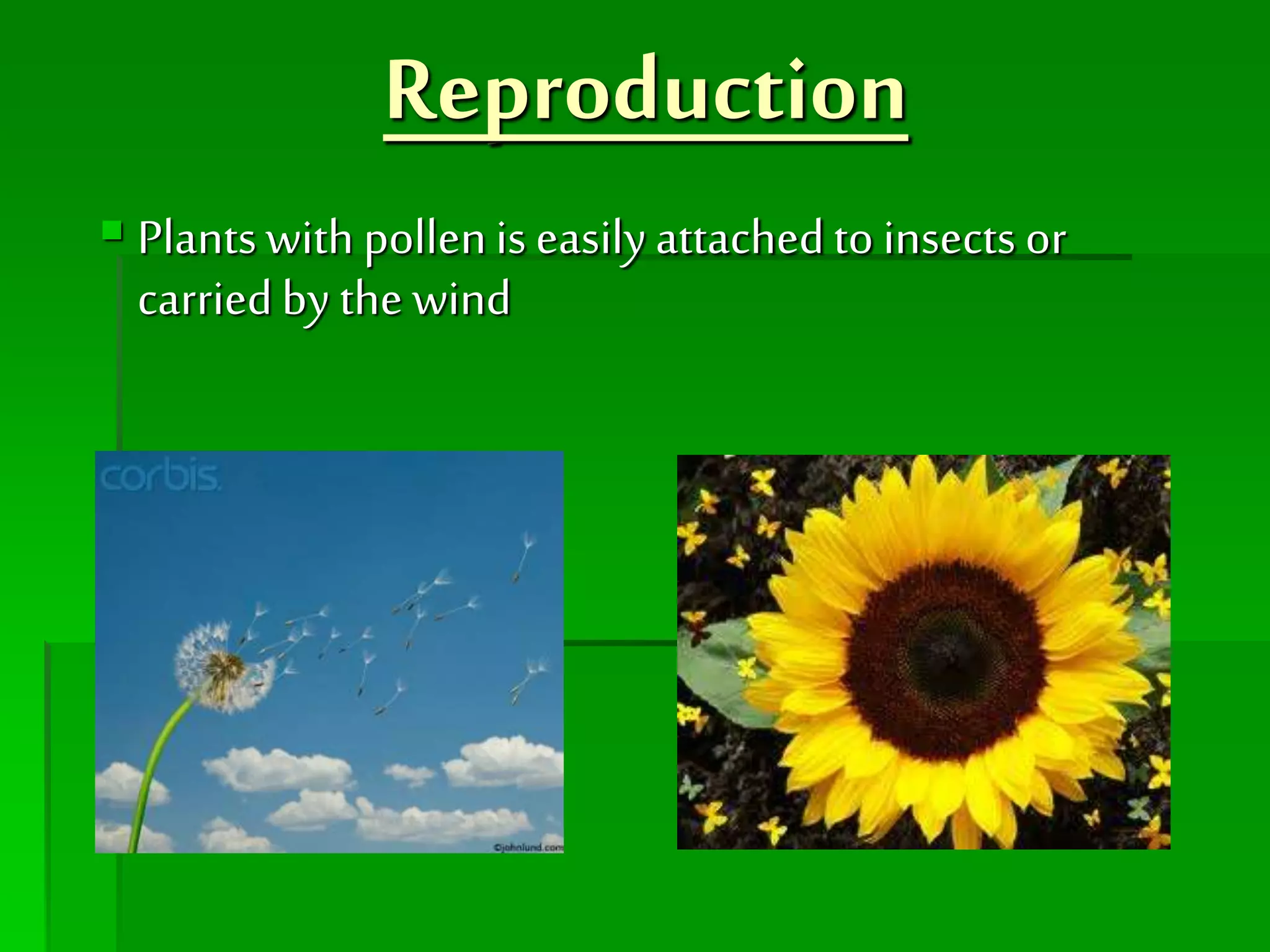 Plant structure and function powerpoint | PPT