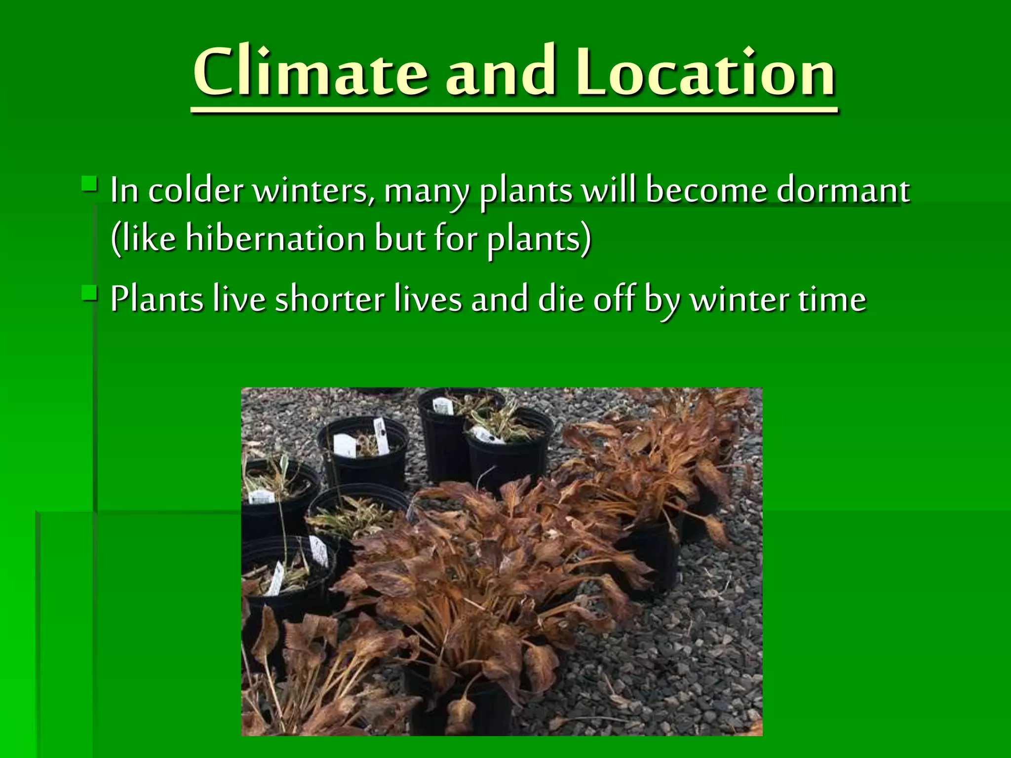 Plant structure and function powerpoint | PPT
