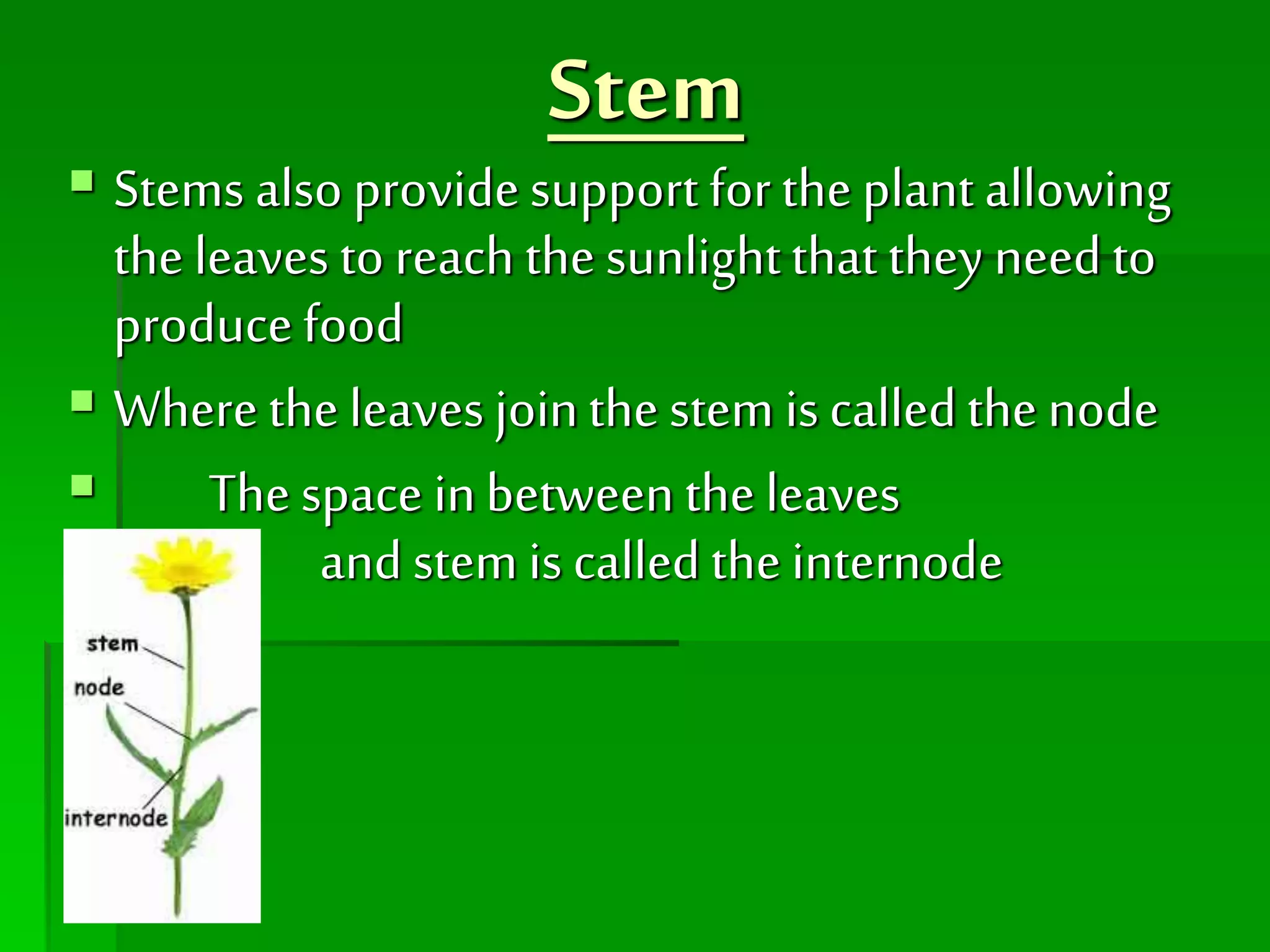 Plant structure and function powerpoint | PPT