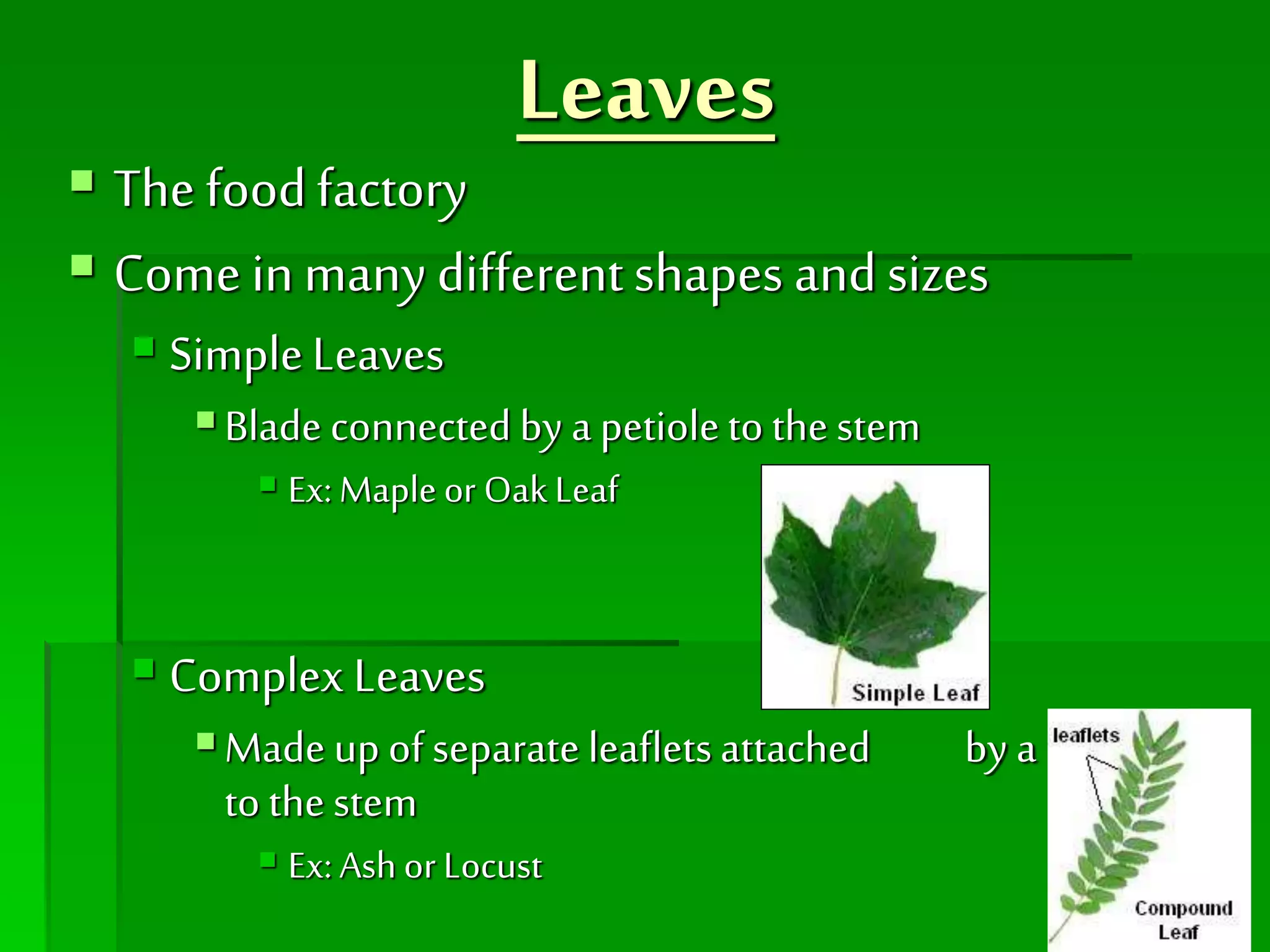 Plant structure and function powerpoint | PPT