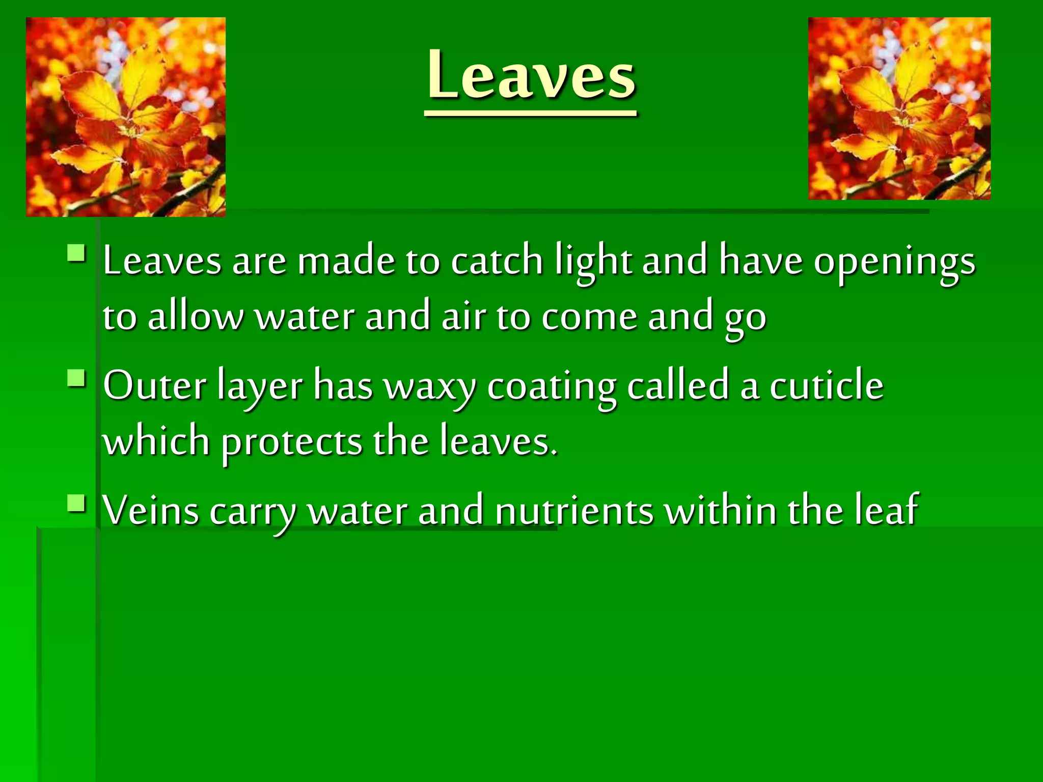 Plant structure and function powerpoint | PPT