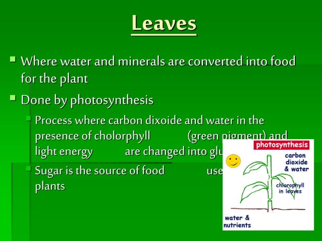 Plant structure and function powerpoint | PPT | Gardening | Home & Garden