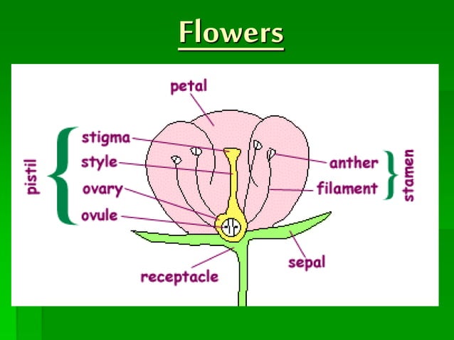 Plant structure and function powerpoint | PPT | Gardening | Home & Garden