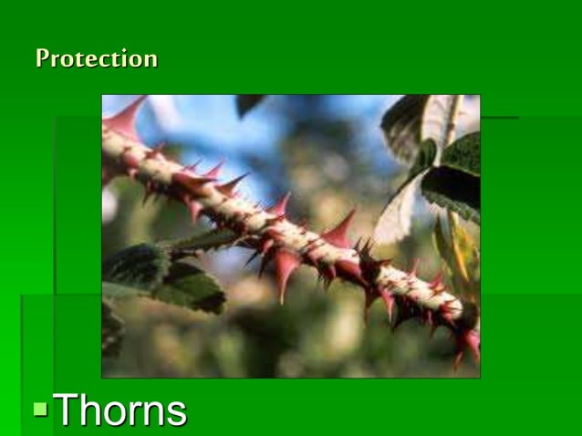 Plant structure and function powerpoint | PPT | Gardening | Home & Garden