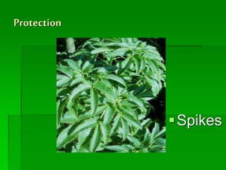 Plant structure and function powerpoint | PPT