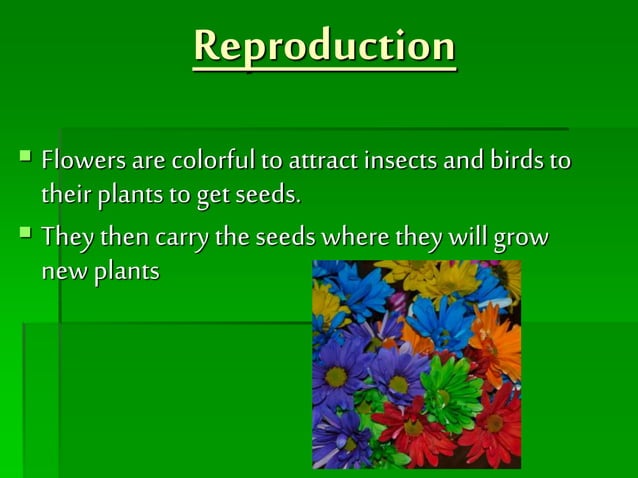 Plant structure and function powerpoint | PPT | Gardening | Home & Garden