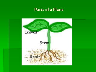 Plant structure and function powerpoint | PPT