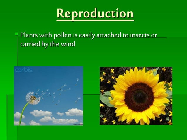 Plant structure and function powerpoint | PPT | Gardening | Home & Garden