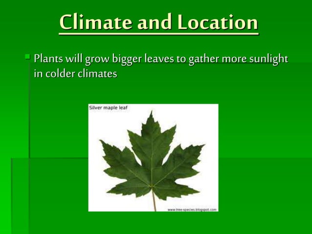 Plant structure and function powerpoint | PPT | Gardening | Home & Garden