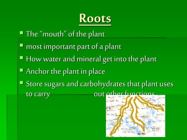 Plant structure and function powerpoint | PPT | Gardening | Home & Garden