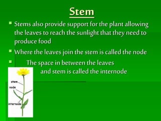 Plant structure and function powerpoint | PPT