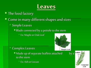 Plant structure and function powerpoint | PPT