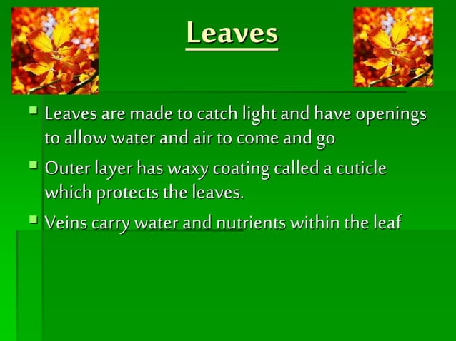 Plant structure and function powerpoint | PPT | Gardening | Home & Garden