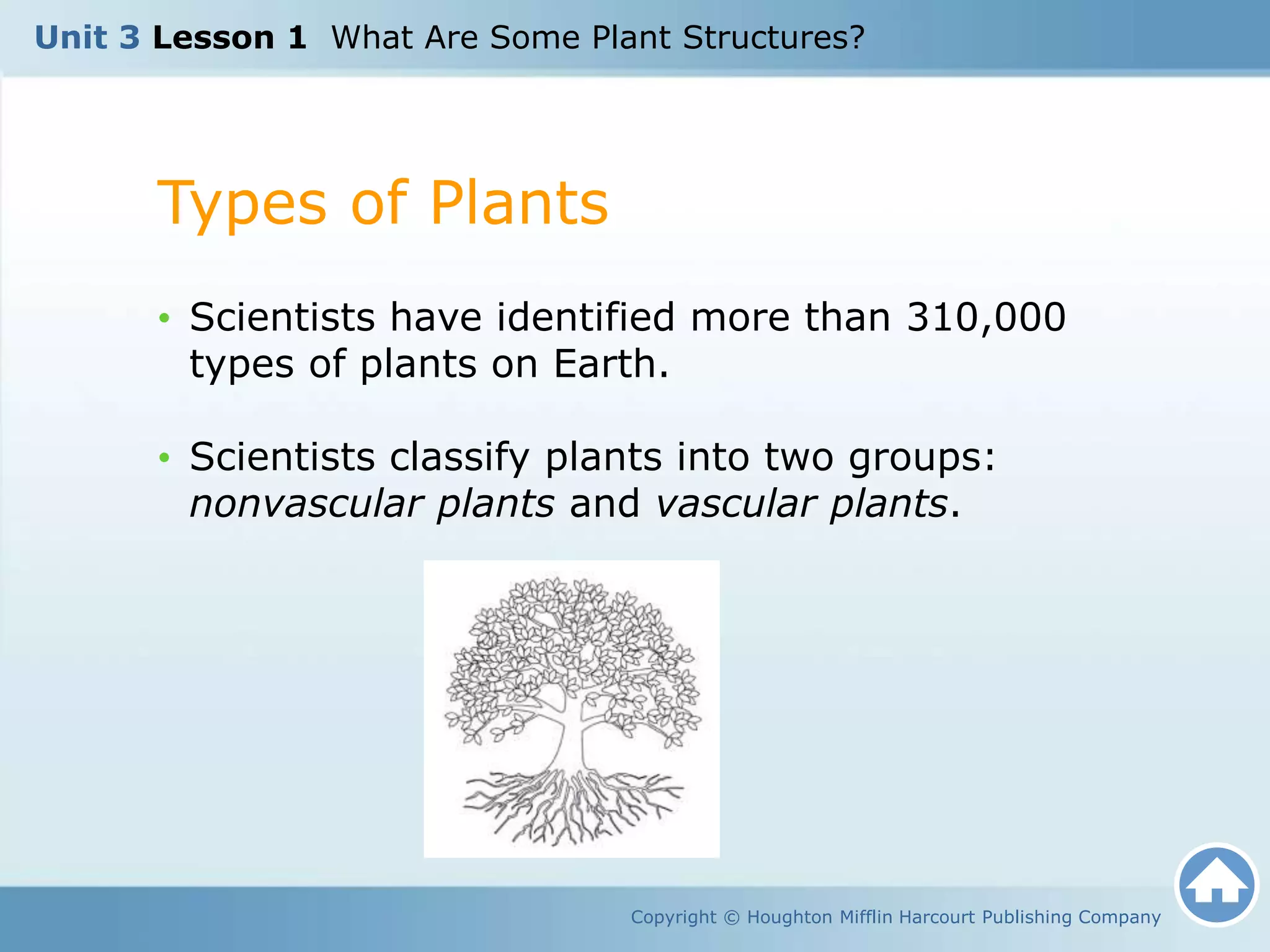 Plant_Structures.ppt