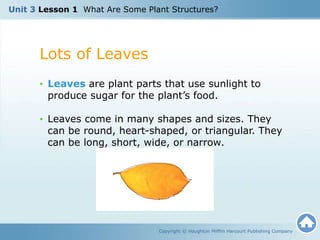 Plant_Structures.ppt