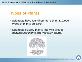 Plant_Structures.ppt