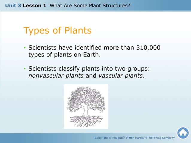 Plant_Structures.ppt