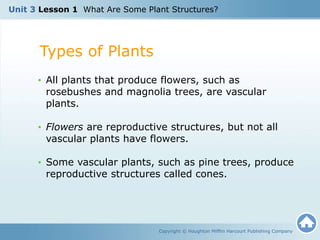 Plant_Structures.ppt