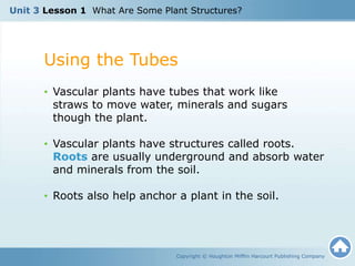 Plant_Structures.ppt