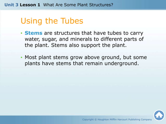 Plant_Structures.ppt