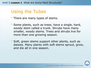 Plant_Structures.ppt on Life Science for Grade 11 | PPT