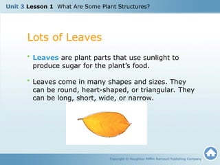Plant_Structures.ppt on Life Science for Grade 11 | PPT