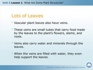 Plant_Structures.ppt on Life Science for Grade 11 | PPT