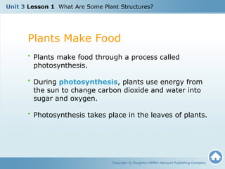 Plant_Structures.ppt on Life Science for Grade 11 | PPT
