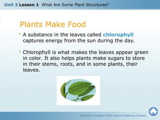 Plant_Structures.ppt on Life Science for Grade 11 | PPT