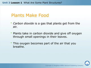 Plant_Structures.ppt on Life Science for Grade 11 | PPT