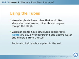Plant_Structures.ppt on Life Science for Grade 11 | PPT
