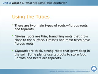Plant_Structures.ppt on Life Science for Grade 11 | PPT