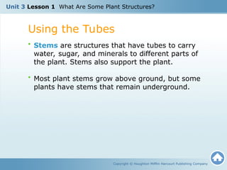 Plant_Structures.ppt on Life Science for Grade 11 | PPT