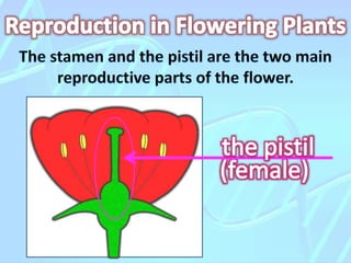 Plant_Structures_and_Flower_Reproduction_PPT.pptx