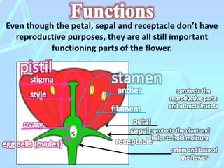Plant_Structures_and_Flower_Reproduction_PPT.pptx