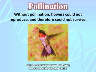 Plant_Structures_and_Flower_Reproduction_PPT.pptx
