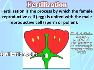 Plant_Structures_and_Flower_Reproduction_PPT.pptx
