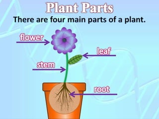Plant_Structures_and_Flower_Reproduction_PPT.pptx