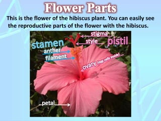 Plant_Structures_and_Flower_Reproduction_PPT.pptx