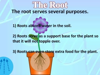 Plant_Structures_and_Flower_Reproduction_PPT.pptx